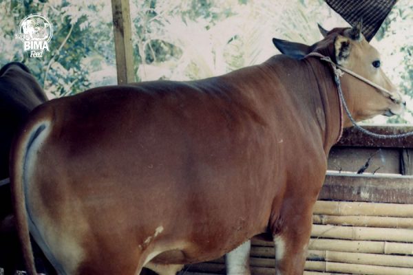 Keistimewaan Sapi Madura, Sapi Potong Unggul Asli Indonesia