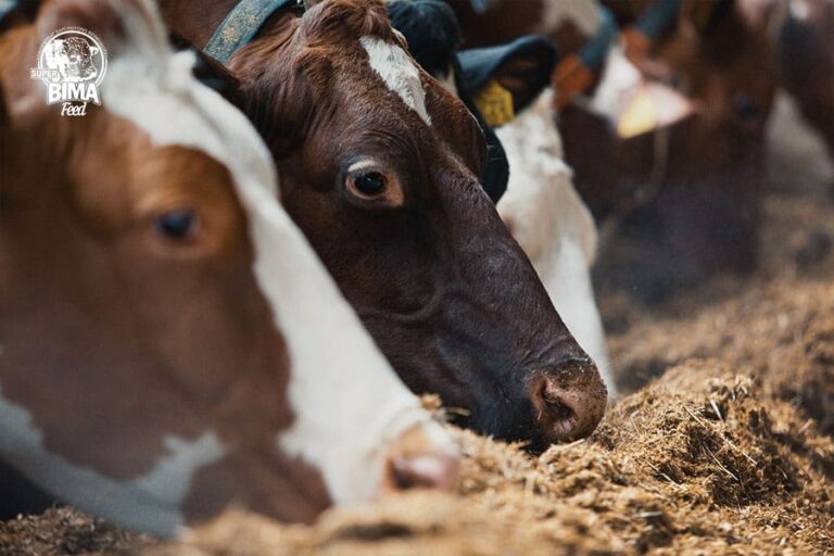 Istilah-istilah Dalam Peternakan Ruminansia - Bima Feed