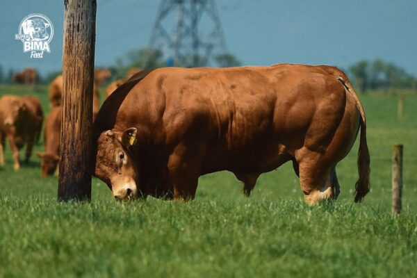 Jenis Sapi Pedaging Unggulan, Bikin Cepat Kaya! - Bima Feed