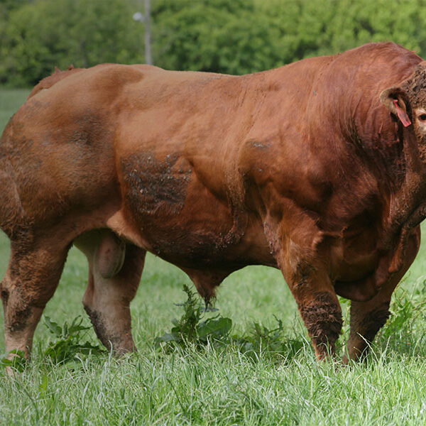 Jenis Sapi Pedaging Unggulan, Bikin Cepat Kaya! - Bima Feed