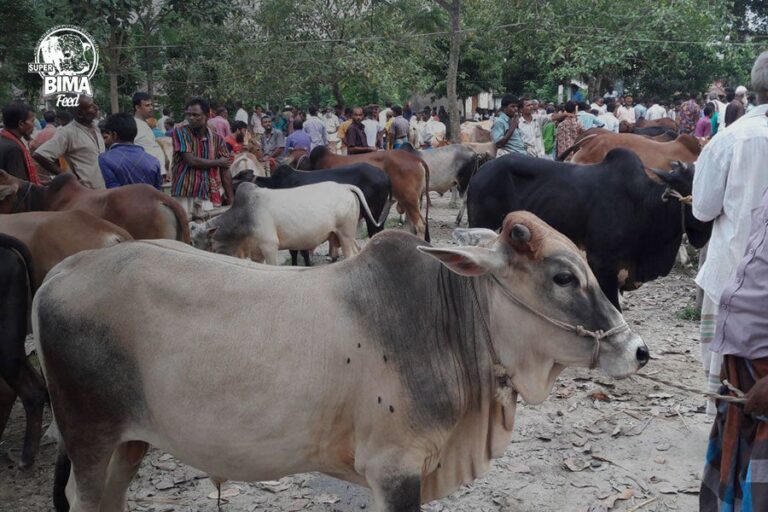 Tips Memilih Waktu Membeli Bakalan Sapi yang Tepat - Bima Feed